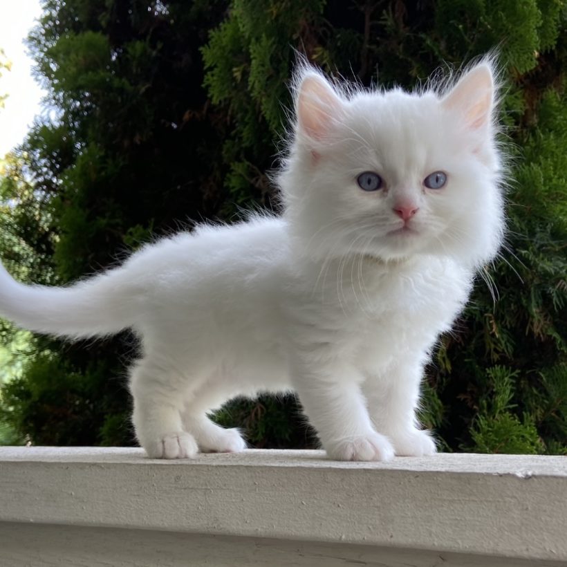 TICA Registered Ragdoll Kittens Available in Olympia near Seattle 2023 ...