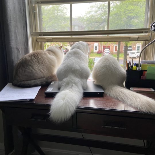 TICA Registered Ragdoll Kittens Available in Olympia near Seattle 2023 ...