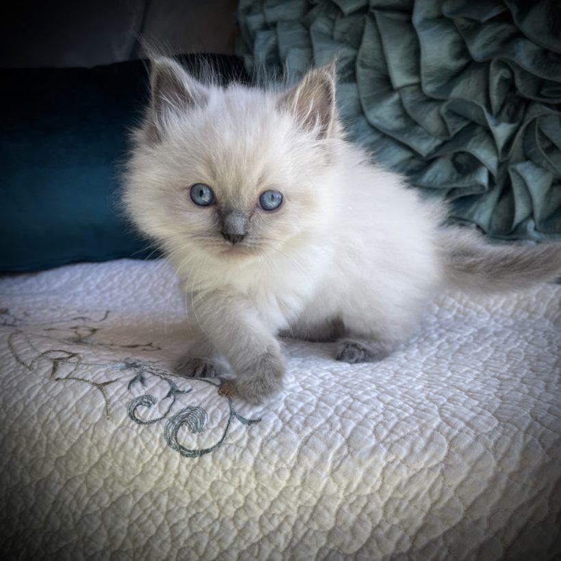 TICA Registered Ragdoll Kittens Available in Olympia near Seattle 2022 ...