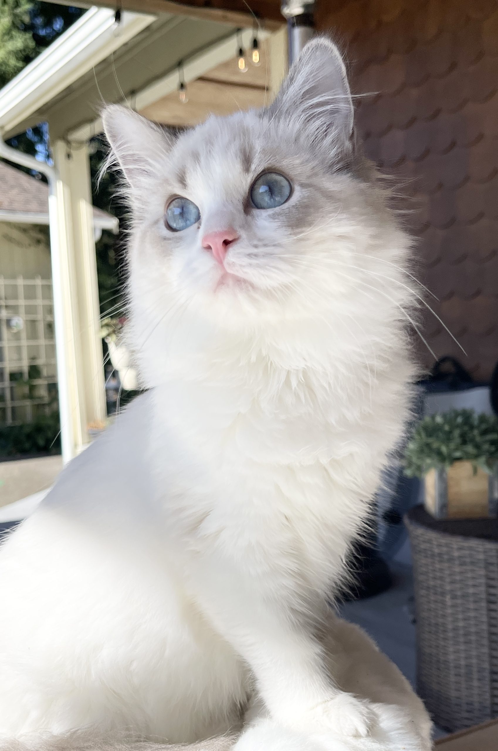 TICA Registered Ragdoll Kittens Available in Olympia near Seattle 2023 ...