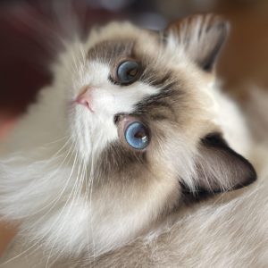 TICA Registered Ragdoll Kittens Available in Olympia near Seattle 2023 ...