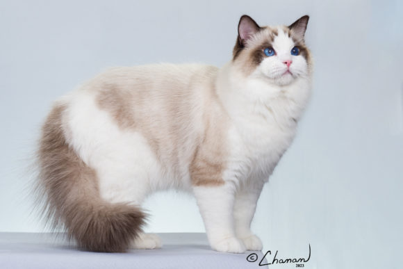 TICA Registered Ragdoll Kittens Available in Olympia | Masterpiece Ragdolls