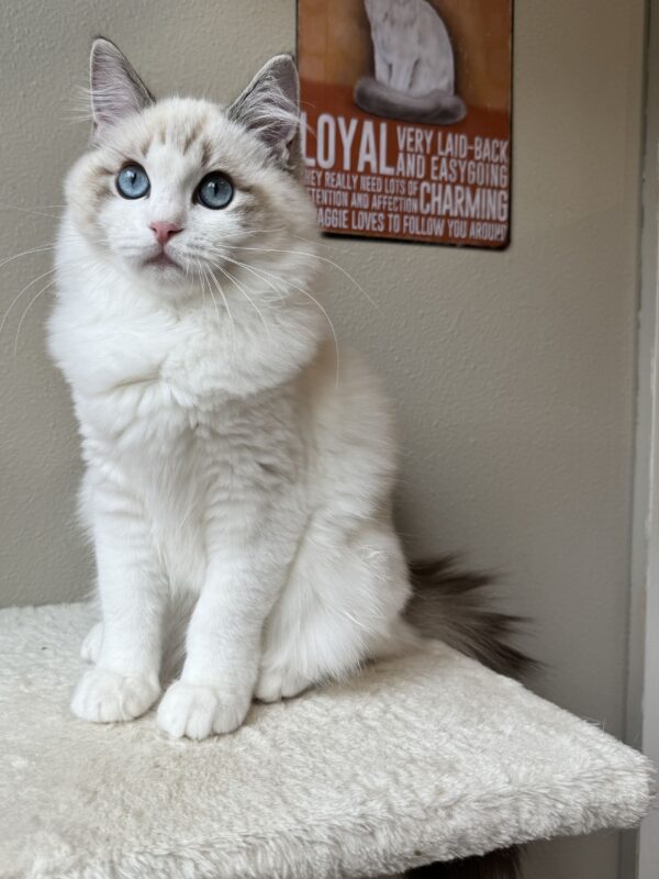 Queens - Masterpiece Ragdolls