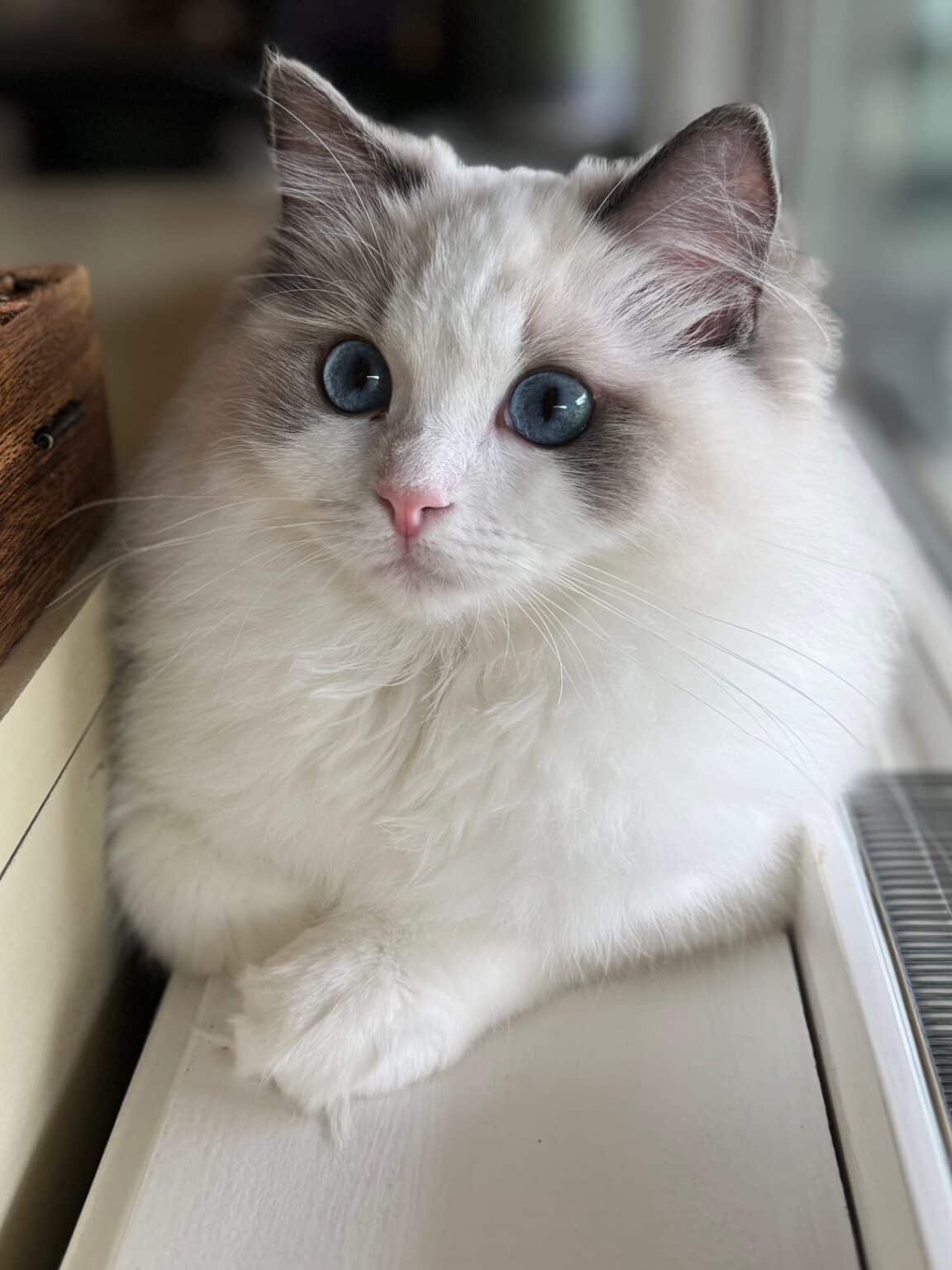 Complete Guide to Ragdoll Breeders - Masterpiece Ragdolls