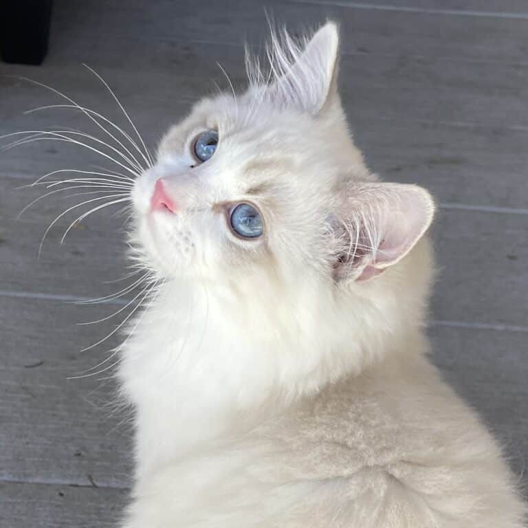 Studs - Masterpiece Ragdolls