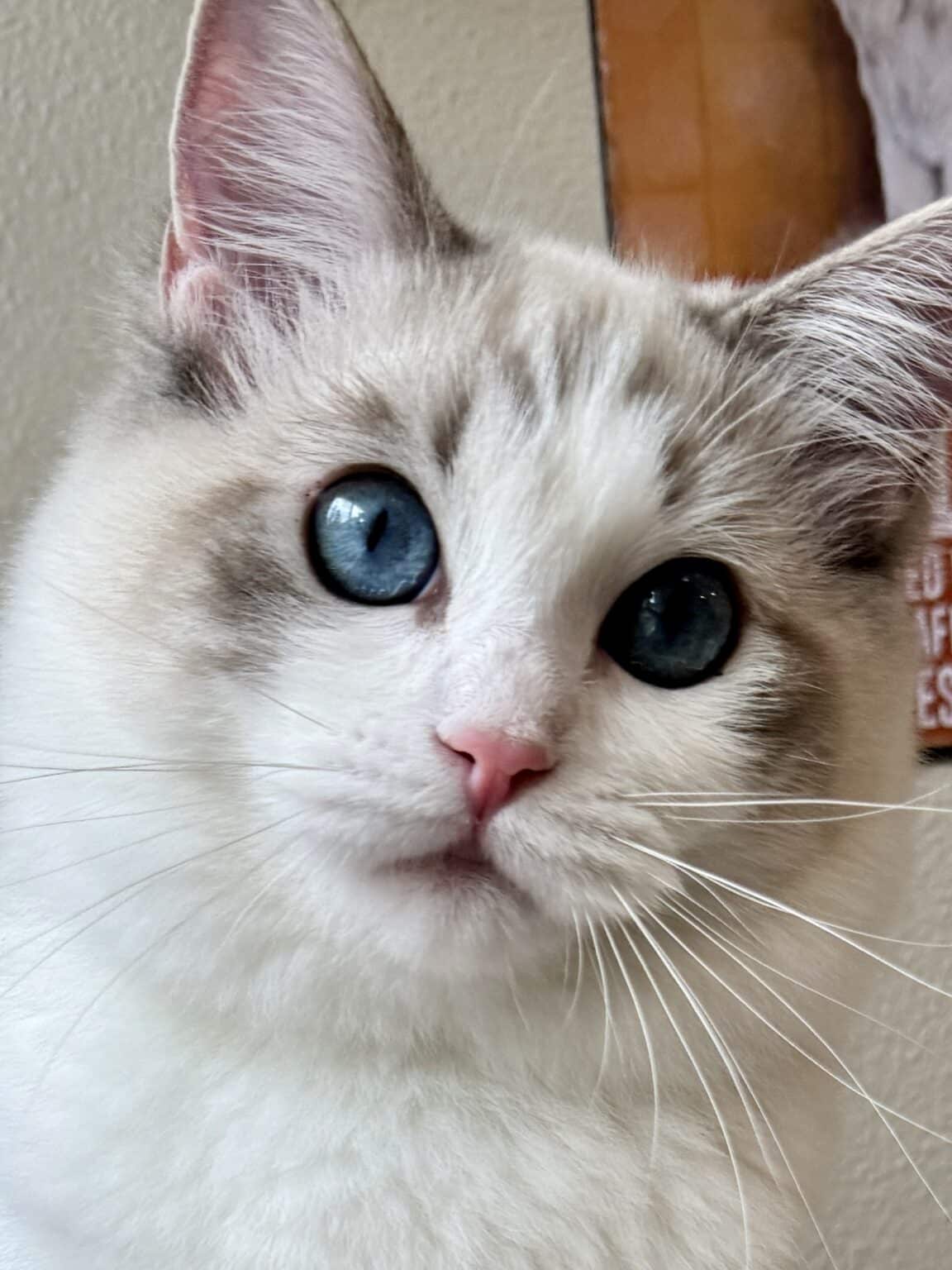 Complete Guide to Ragdoll Breeders - Masterpiece Ragdolls