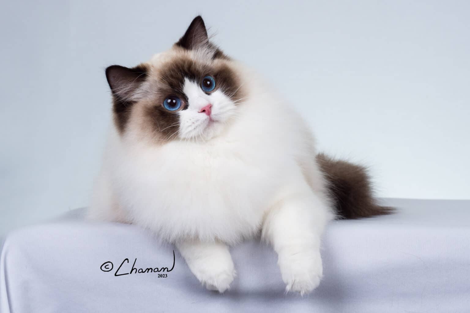 Ragdoll Kittens for Sale - Masterpiece Ragdolls