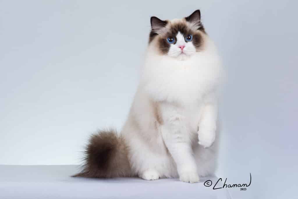 TICA CH WillowtreeRags Mrs Bennett - Masterpiece Ragdolls