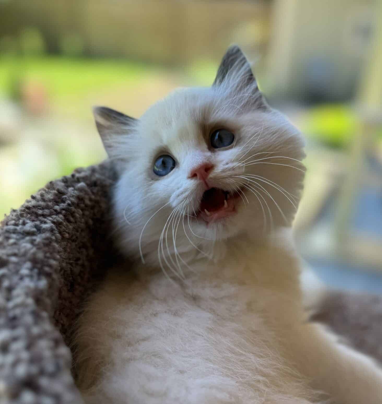 Complete Guide to Ragdoll Breeders - Masterpiece Ragdolls