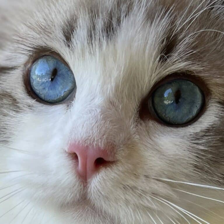 Ragdoll Cat Colors – Explaining the Breeder Jargon