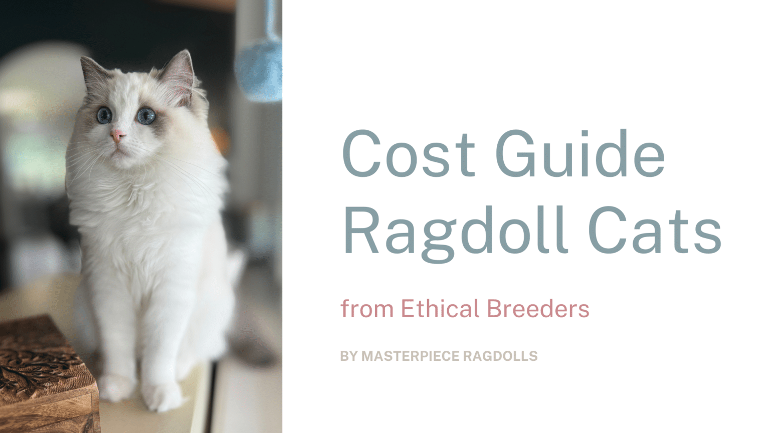 Complete Guide to Ragdoll Breeders - Masterpiece Ragdolls