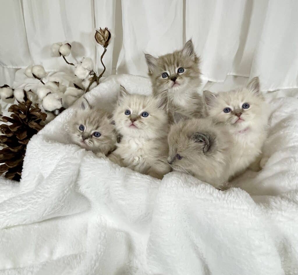 True Cost of a Ragdoll Cat from an Ethical Breeder - Masterpiece Ragdolls