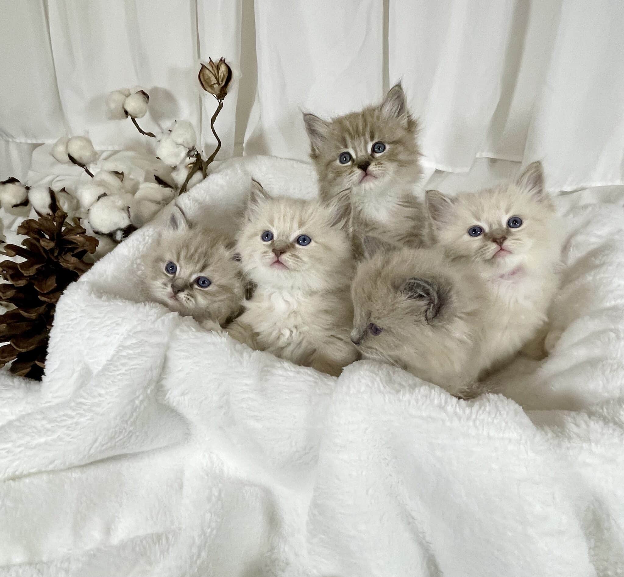 True Cost of a Ragdoll Cat from an Ethical Breeder - Masterpiece Ragdolls