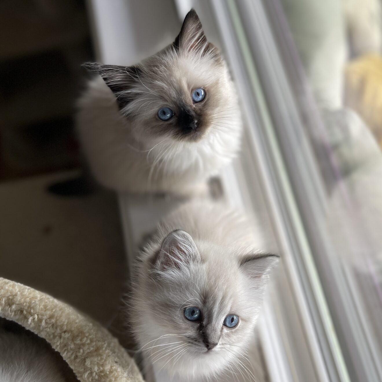Ragdoll Cat Colors – Explaining the Breeder Jargon