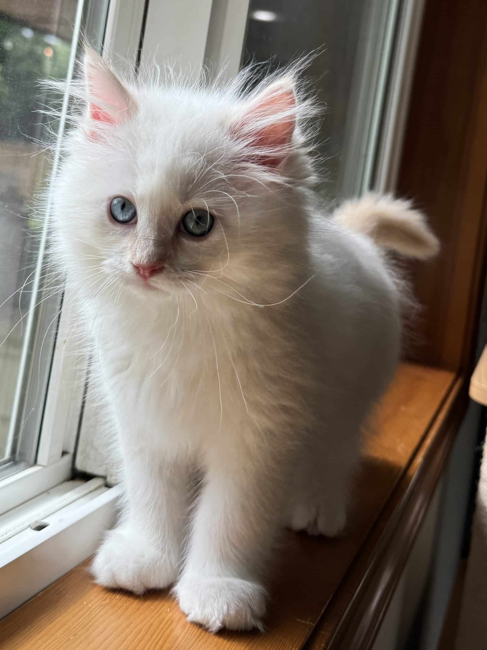 Klaus, Cream Point Bicolor Reserved - Masterpiece Ragdolls