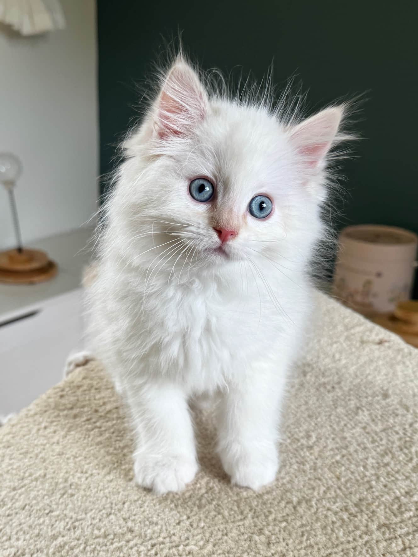 Klaus, Cream Point Bicolor Reserved - Masterpiece Ragdolls