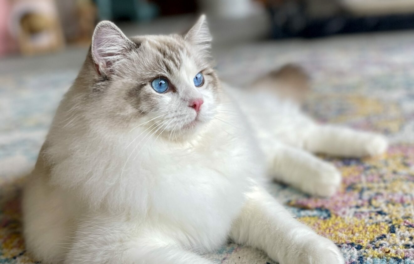 True Cost of a Ragdoll Cat from an Ethical Breeder - Masterpiece Ragdolls