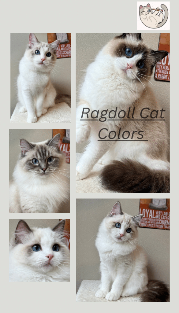 Study Up! Ragdoll Cat Colors Quiz - Masterpiece Ragdolls