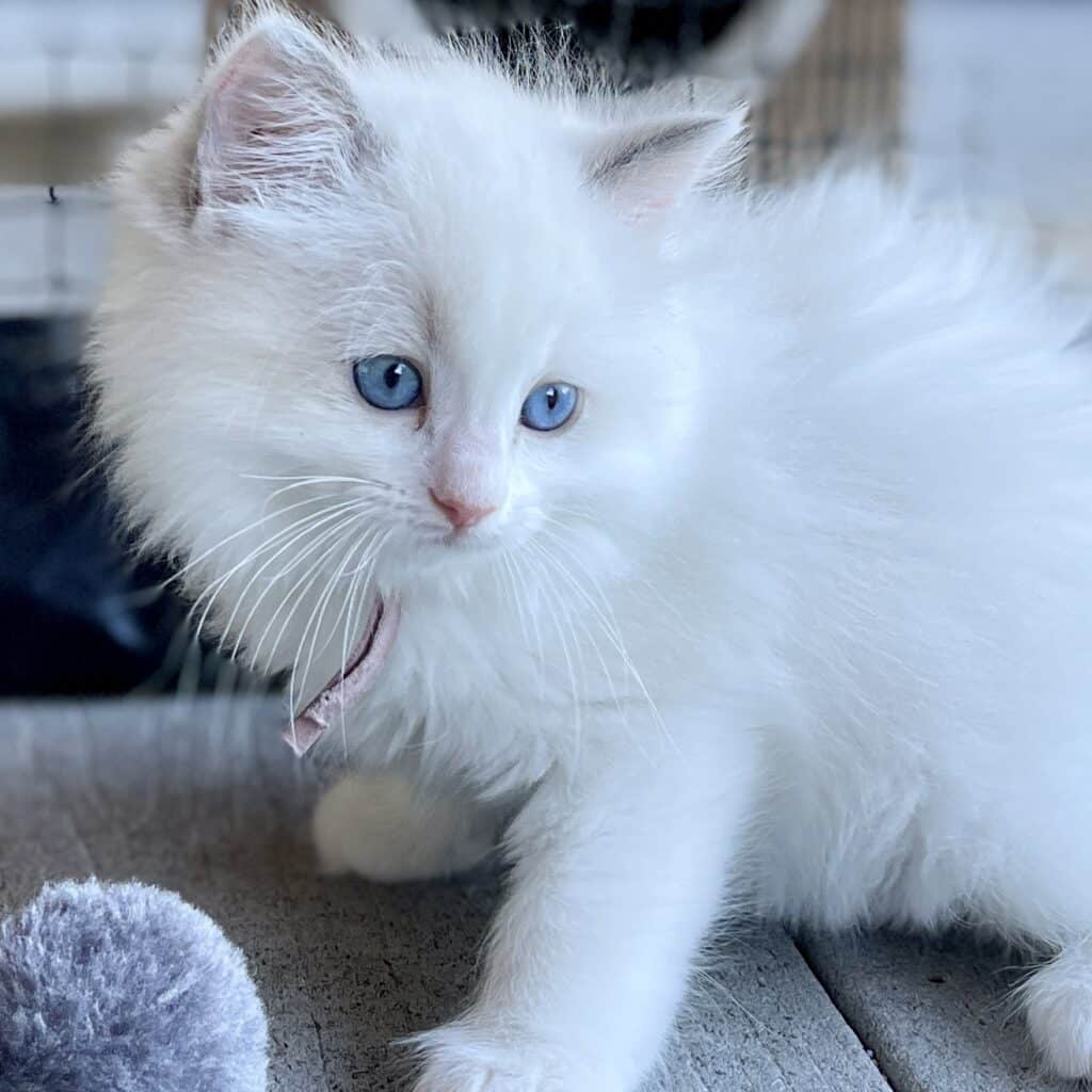 Ragdoll Cat Colors – Explaining the Breeder Jargon