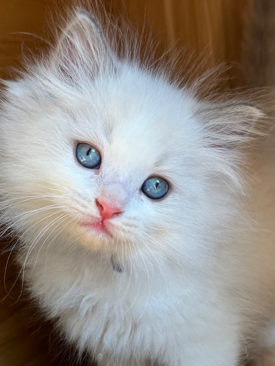 Merlin, Blue Point Bicolor Boy, Reserved - Masterpiece Ragdolls