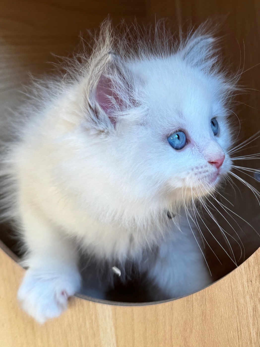 Merlin, Blue Point Bicolor Boy, Reserved - Masterpiece Ragdolls