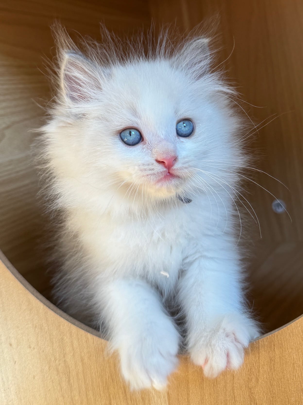 Merlin, Blue Point Bicolor Boy, Reserved - Masterpiece Ragdolls