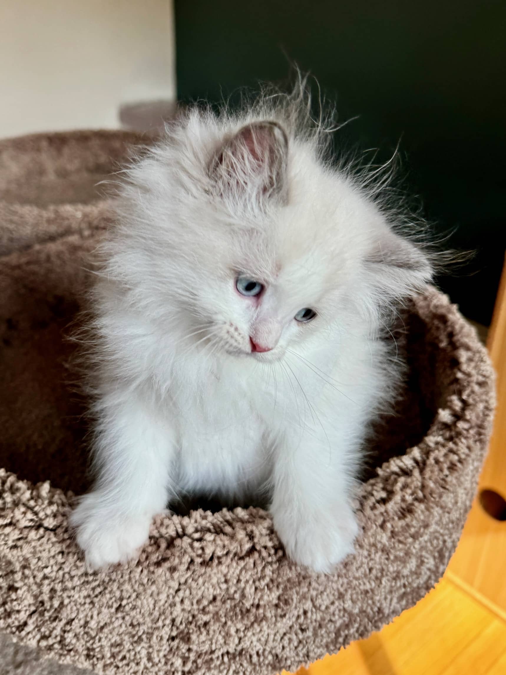 Merlin, Blue Point Bicolor Boy, Reserved - Masterpiece Ragdolls