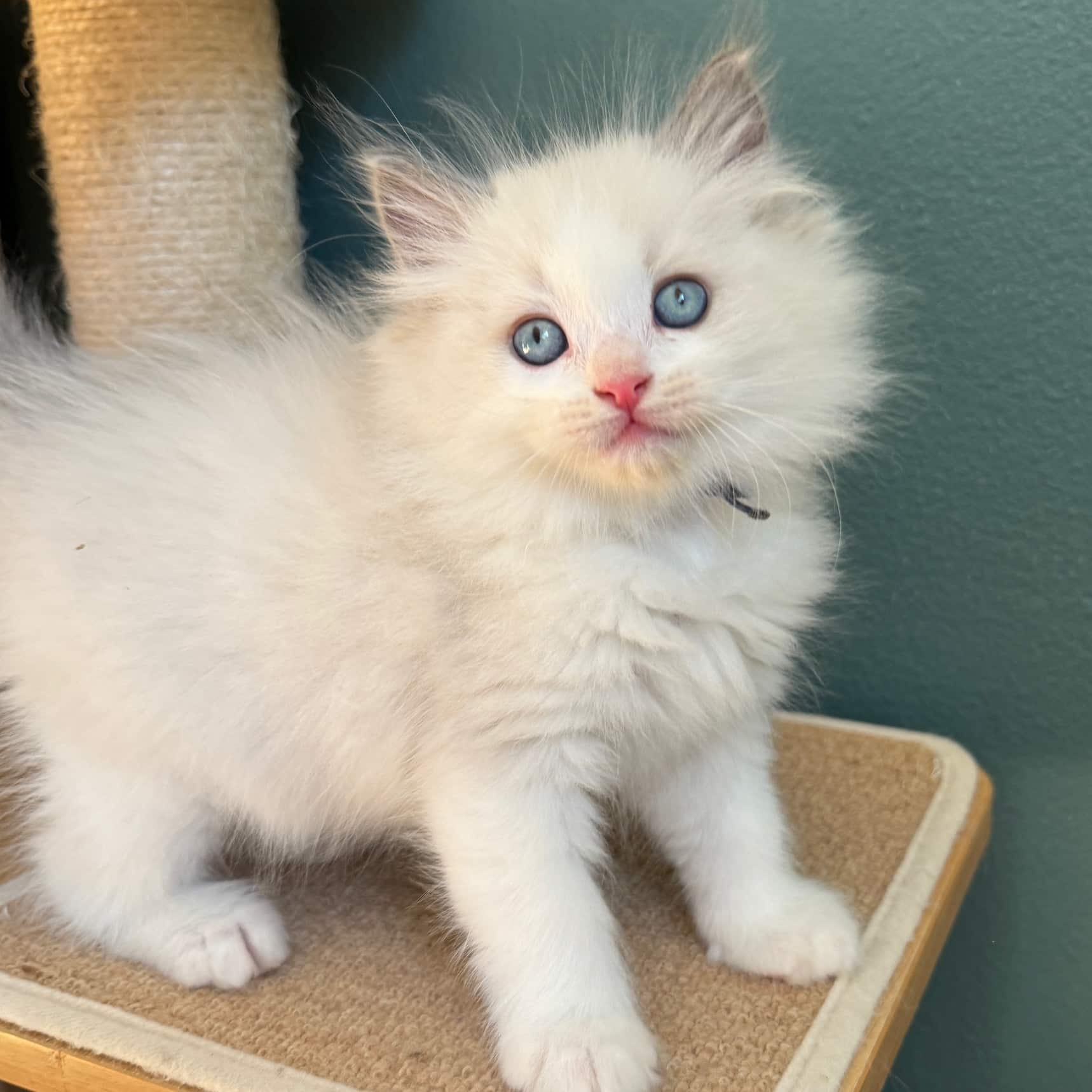 Merlin, Blue Point Bicolor Boy, Reserved - Masterpiece Ragdolls