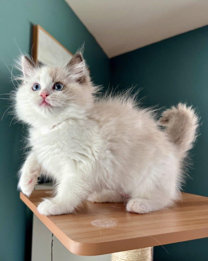 Castaspella, Seal Point Bicolor Reserved - Masterpiece Ragdolls