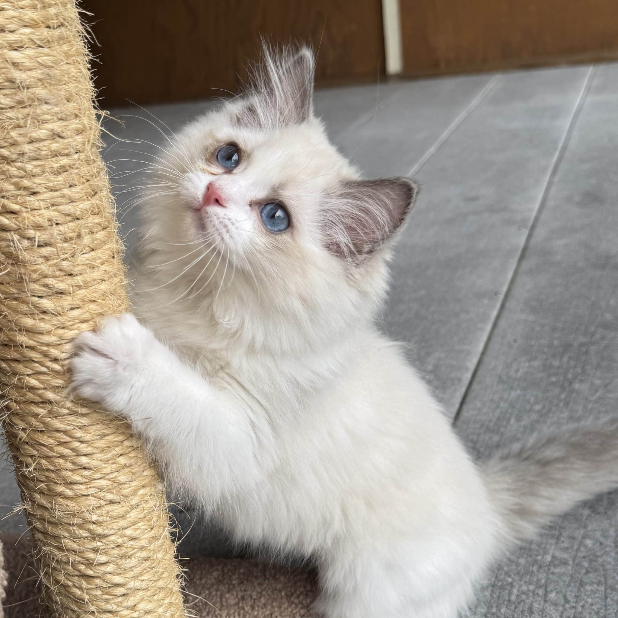 Kate, Blue Point Bicolor - Masterpiece Ragdolls