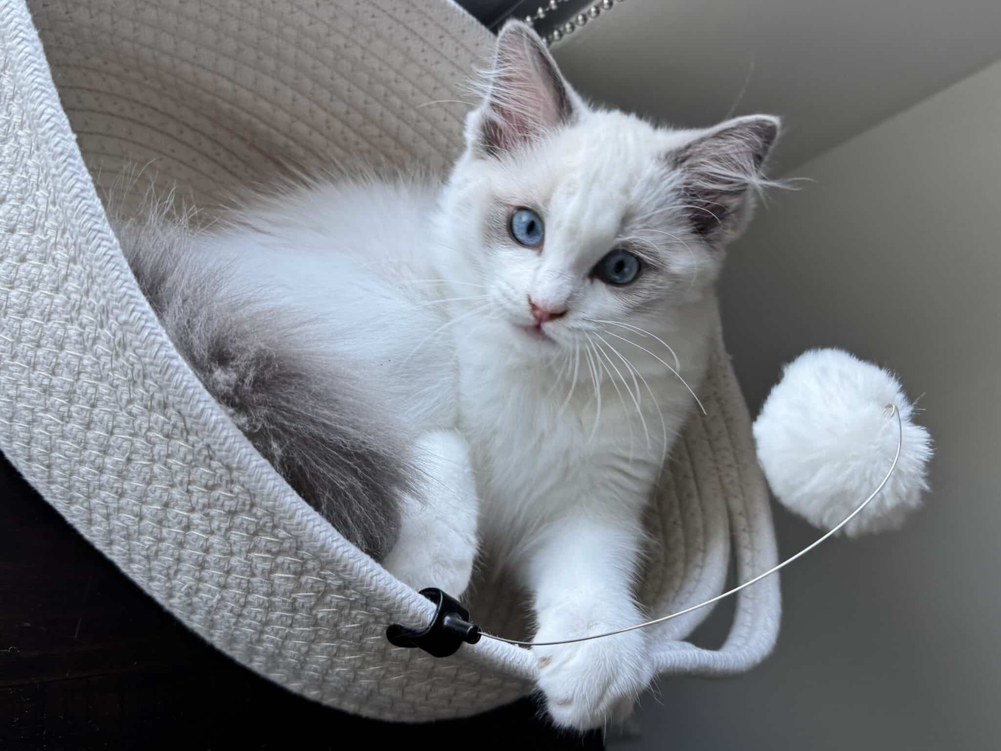 True Cost of a Ragdoll Cat from an Ethical Breeder - Masterpiece Ragdolls