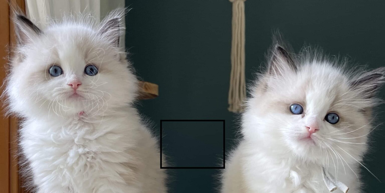 Complete Guide to Ragdoll Breeders - Masterpiece Ragdolls