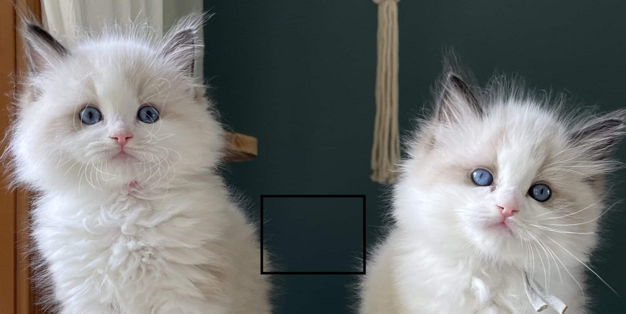 Complete Guide to Ragdoll Breeders - Masterpiece Ragdolls