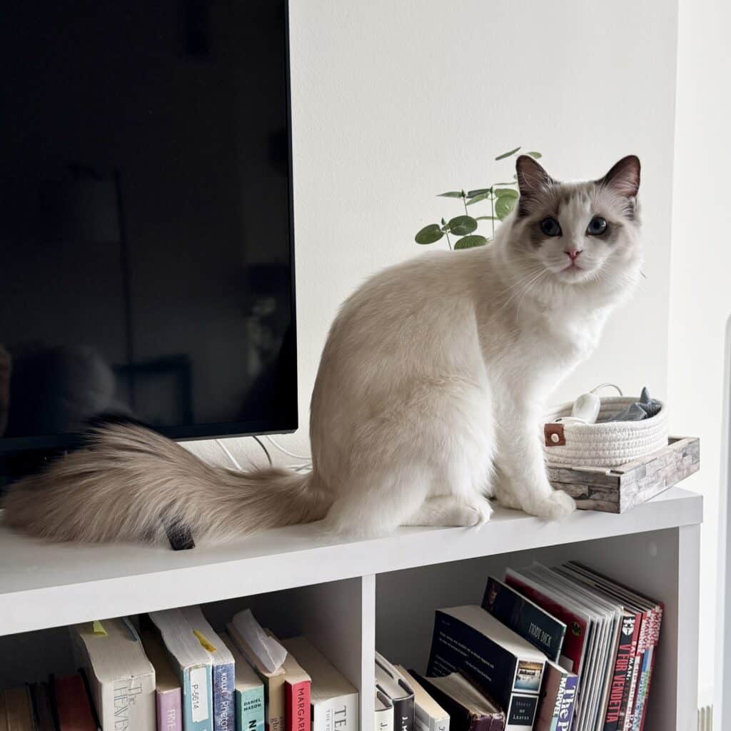 Willowtree Portrait Of A Lady “Izzy” - Masterpiece Ragdolls