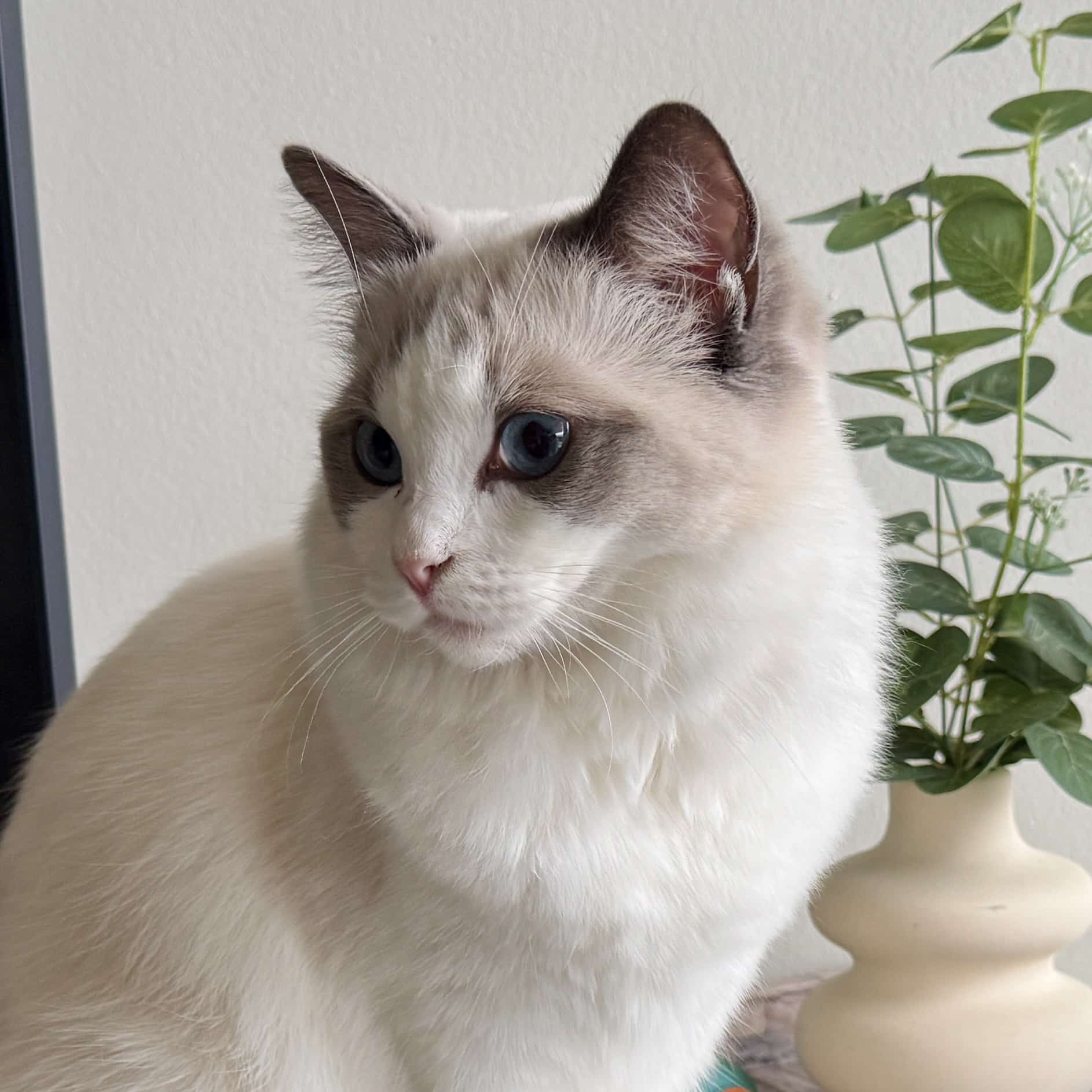 Willowtree Portrait Of A Lady “Izzy” - Masterpiece Ragdolls