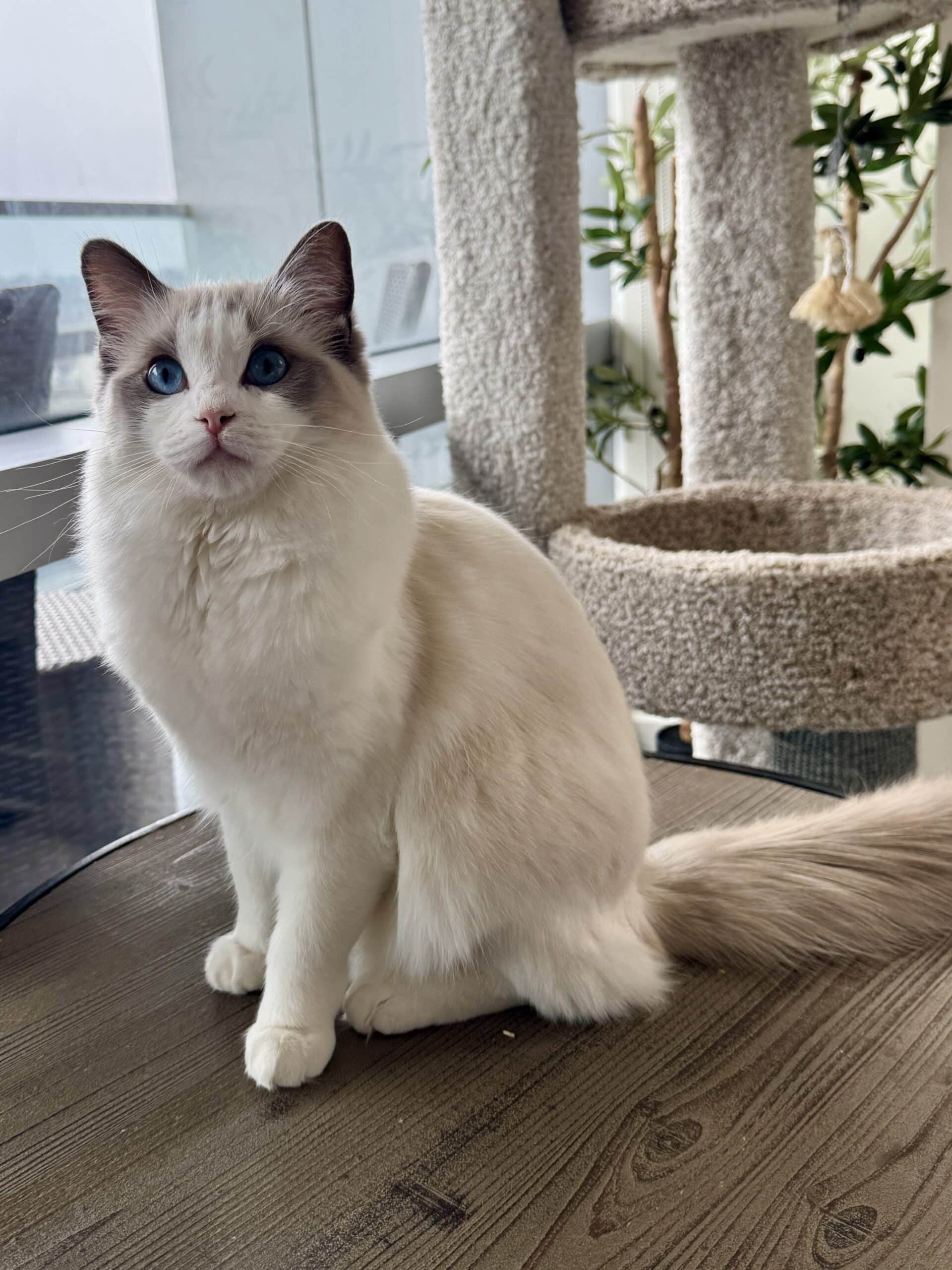 Willowtree Portrait Of A Lady “Izzy” - Masterpiece Ragdolls