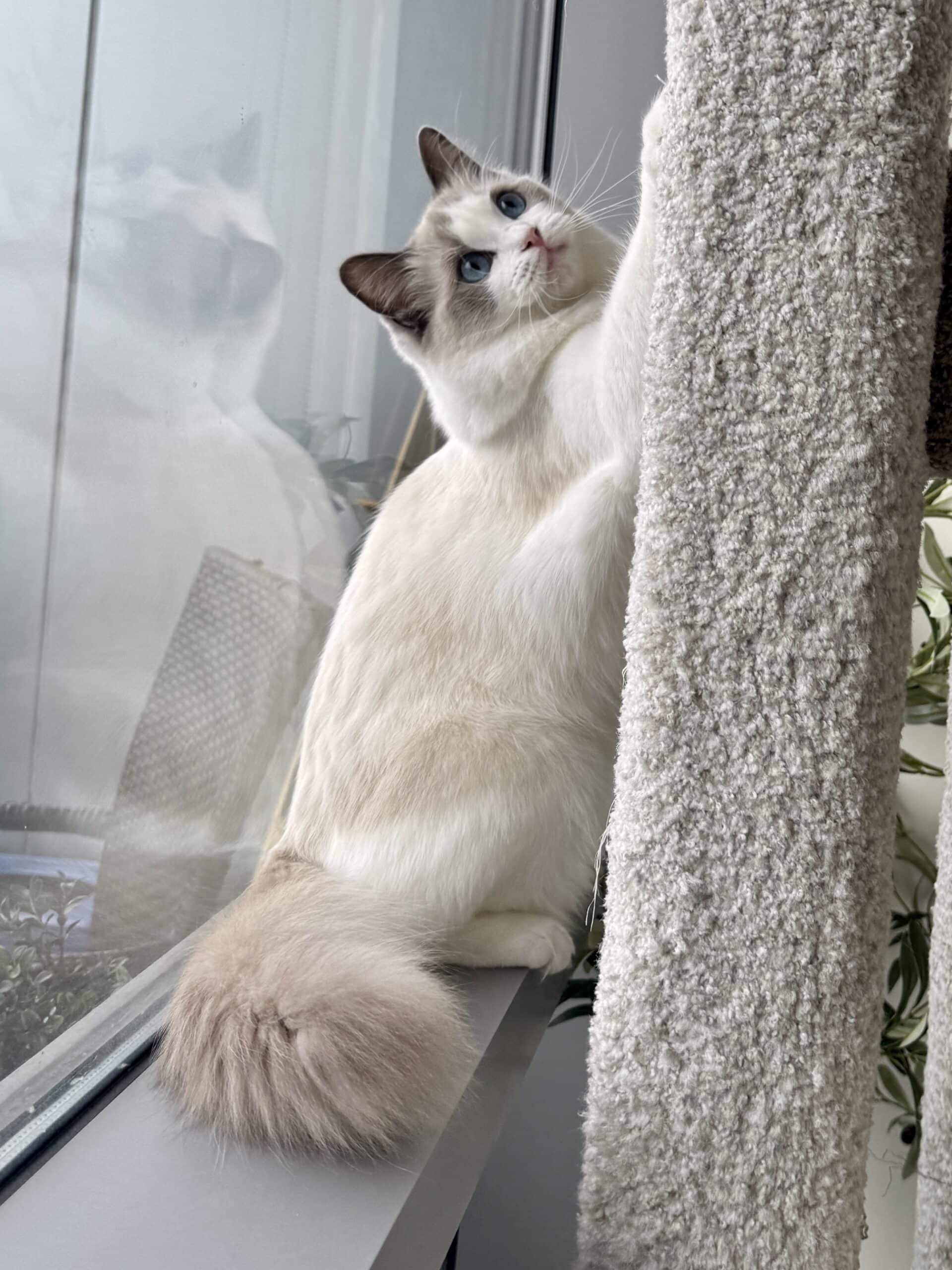 Willowtree Portrait Of A Lady “Izzy” - Masterpiece Ragdolls